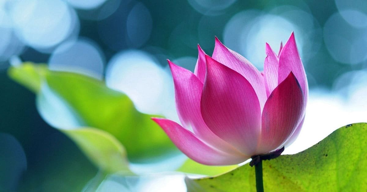 6-3. ඡන්න තෙරුන්ගේ කථා වස්තුව - Mahamevnawa Bhawana Asapuwa